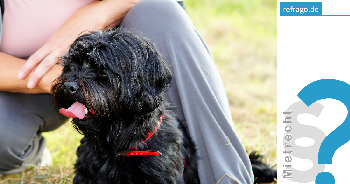 Hundelärm und Hundebellen: Kann man wegen Hunde­gebells die Miete ...